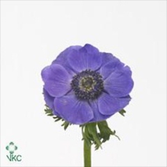 Buy fresh cut Anemones | Wholesale Flowers & Florist Supplies UK