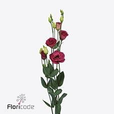 Eustoma Lisianthus | Wholesale Flowers UK | Wedding Flowers | Triangle ...