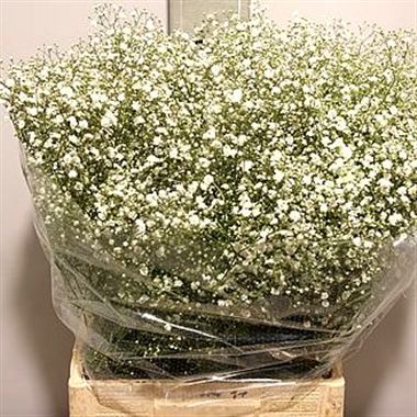 Gypsophila | Buy online wholesale flowers & wedding flowers | Triangle ...